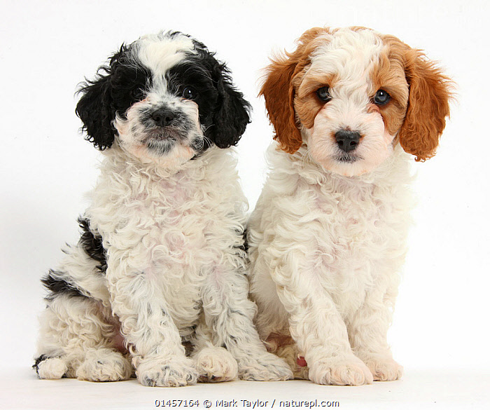 Stock photo of Cute Cavapoo puppies, 6 weeks, sitting, against white ...