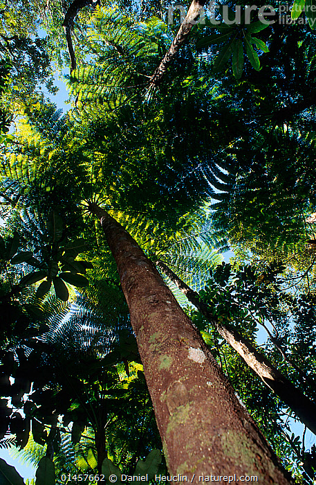 Stock photo of Giant tree fern (Cyathea intermedia) the biggest fern of ...