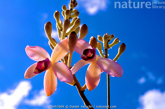 Stock photo of Orchid (Eriaxis rigida) New Caledonia, endemic species ...