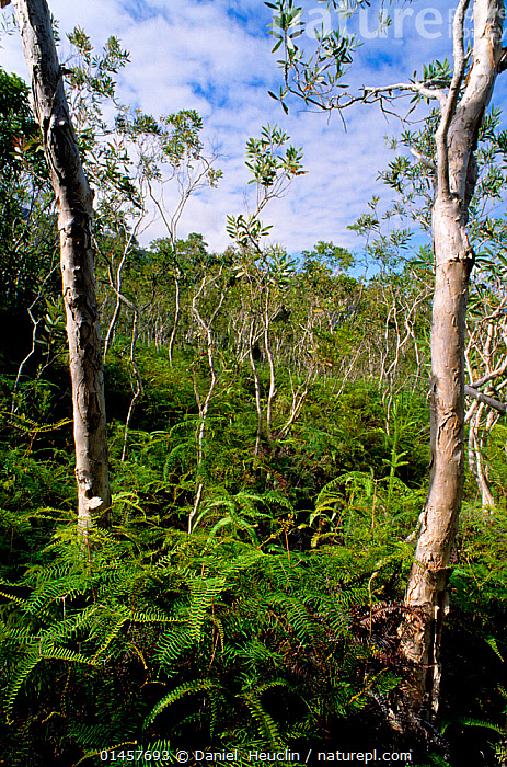 Melaleuca Quinquenervia Melaleuca Quinquenervia (Cajeput Tree)