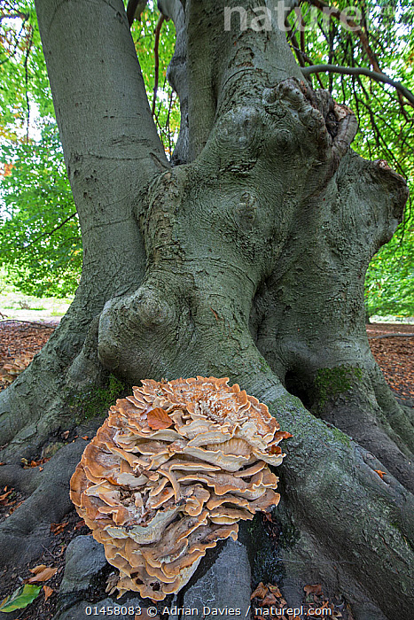 Stock photo of Giant polypore (Meripilus giganteus) growing form the ...