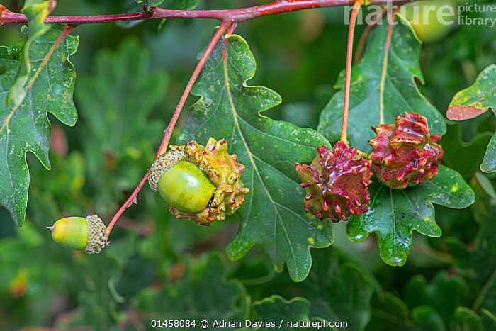 Stock photo of Knopper galls on English oak (Quercus robur) acorns ...