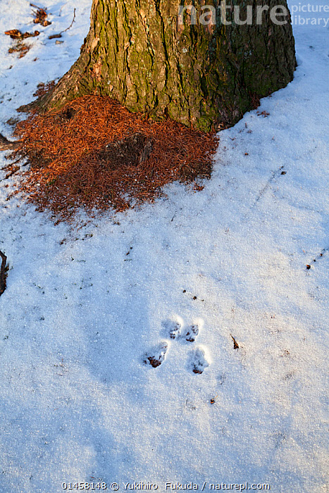 Stock photo of Japanese squirrel (Sciurus lis) footprint in snow, Mount ...