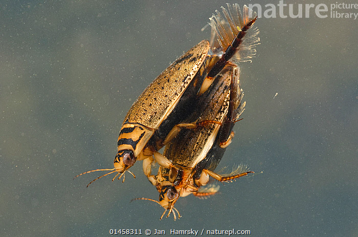 Stock photo of Lesser diving beetles (Acilius sulcatus) mating pair ...