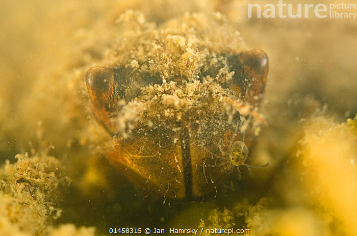 Stock photo of Water mite (Hydracarina) crawling on dragonfly nymph ...