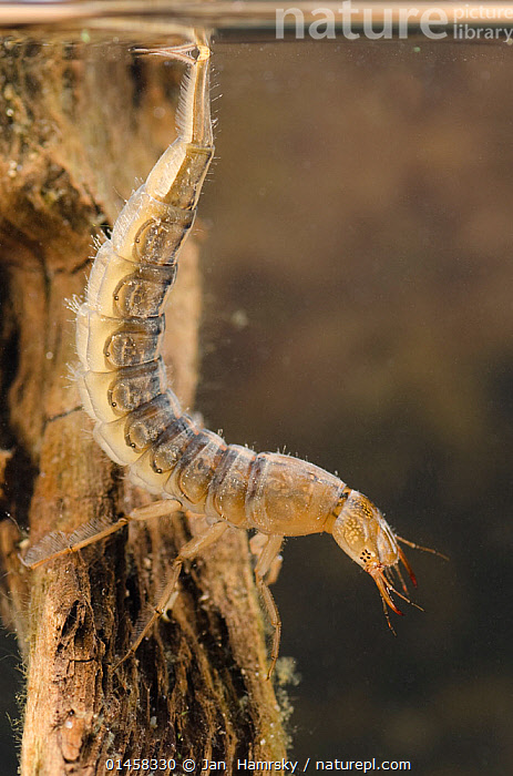 Stock photo of Great diving beetle larva (Dytiscus marginalis ...
