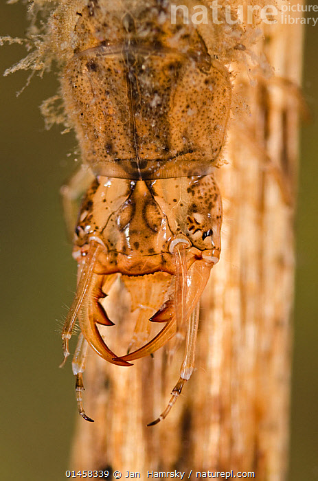 Stock photo of Lesser silver water beetle larva (Hydrochara caraboides ...