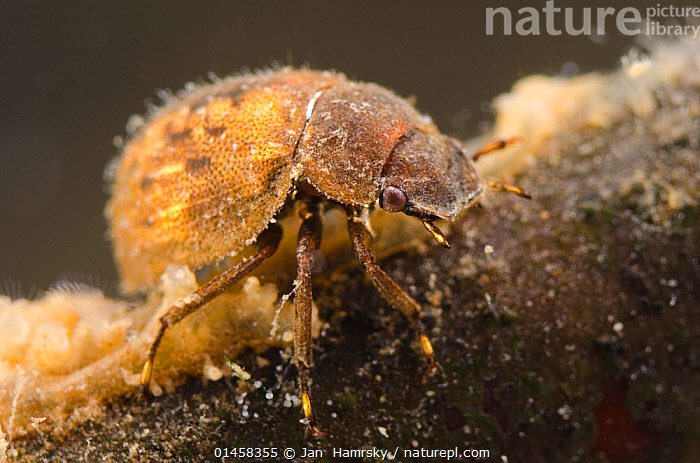 Stock photo of Water scavenger beetle (Spercheus emarginatus) Europe ...