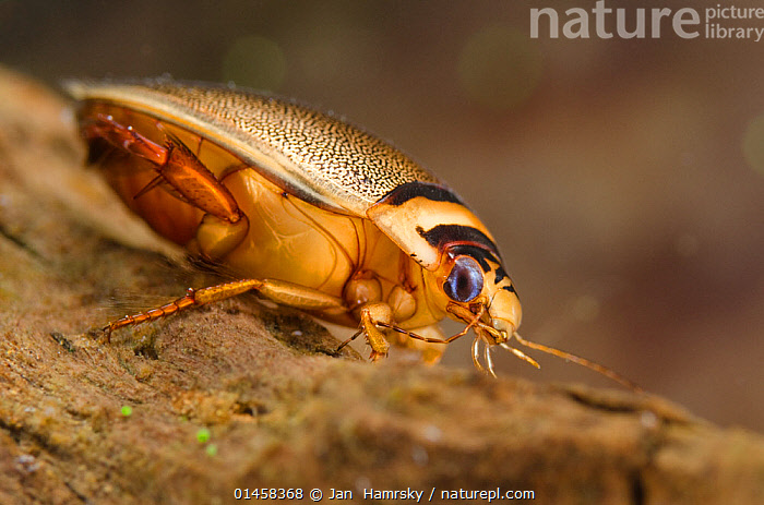 Stock photo of Diving beetle (Graphoderus bilineatus) cleaning its ...