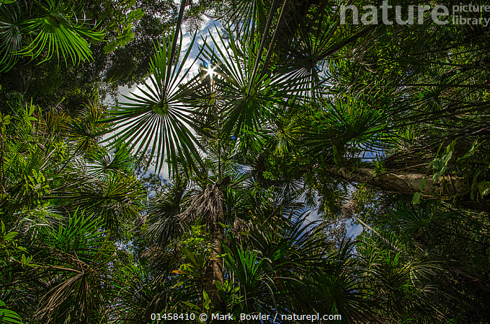 Stock photo of Aguajal palm swamp (Mauritia flexuosa) Amazon Rainforest ...