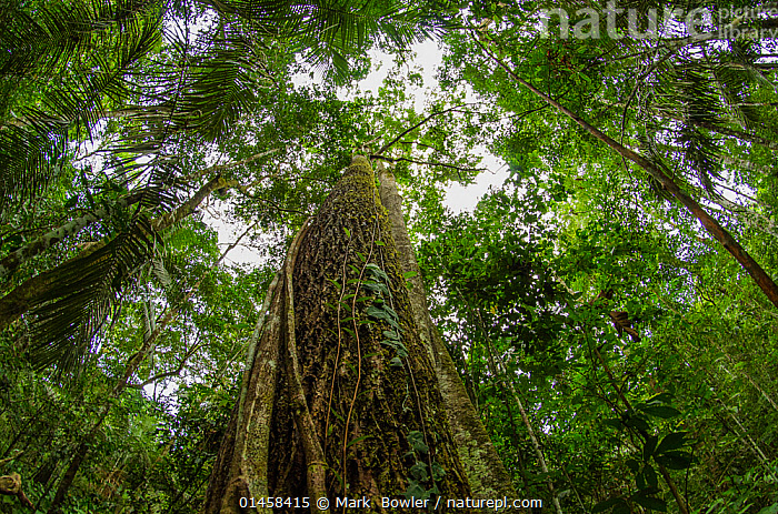 Stock photo of Jacareuba or Lagarto caspi (Calophyllum brasiliense ...
