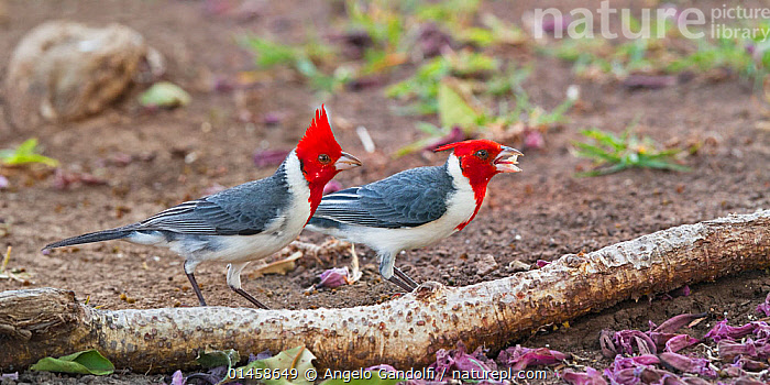 Stock photo of Red-crested Cardinals (Paroaria coronata) on ground ...