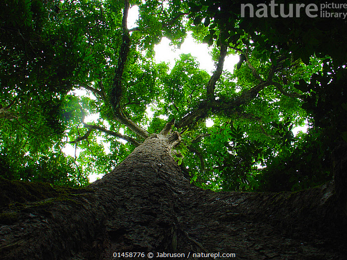 Stock photo of Giant Bokoko / Mututtu tree (Klainedoxa gabonensis) near ...