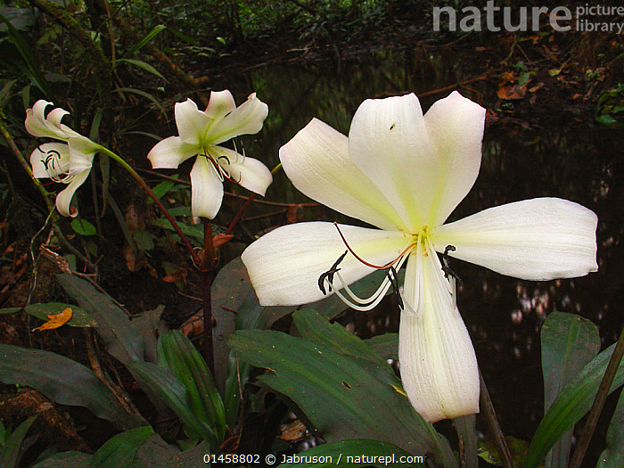 Stock photo of Forest Lilly (Crinum) growing along forest stream near ...