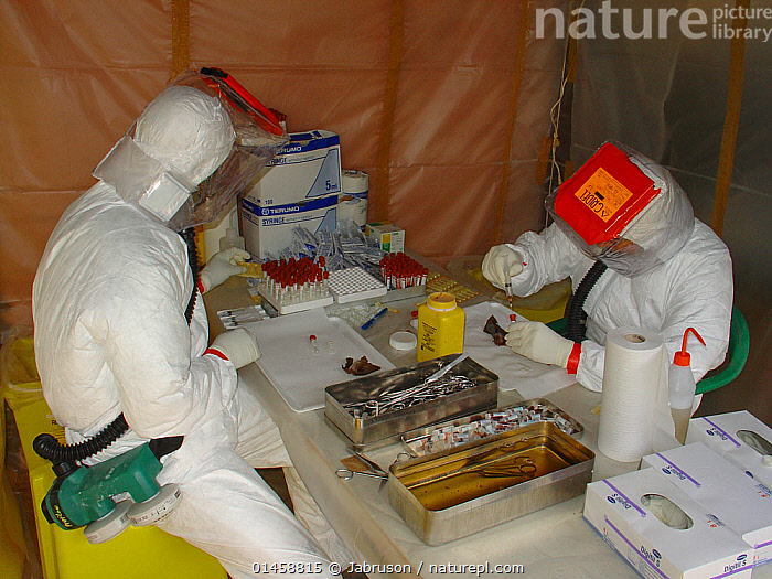 Stock photo of People in biohazard suits taking blood sample from bat ...