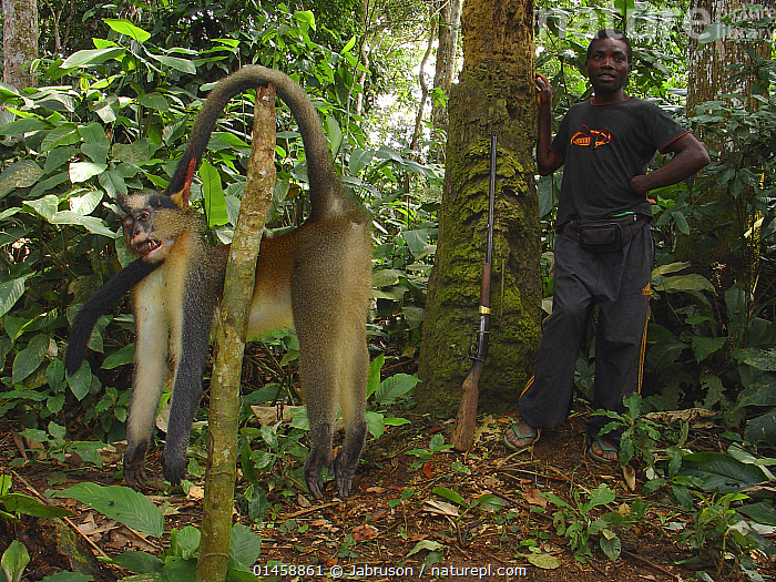 Stock photo of Dead Crowned monkey (Cercopithecus mona pogonias) caught ...