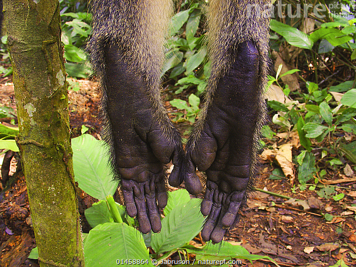 Stock photo of Feety of dead Crowned monkey (Cercopithecus mona ...