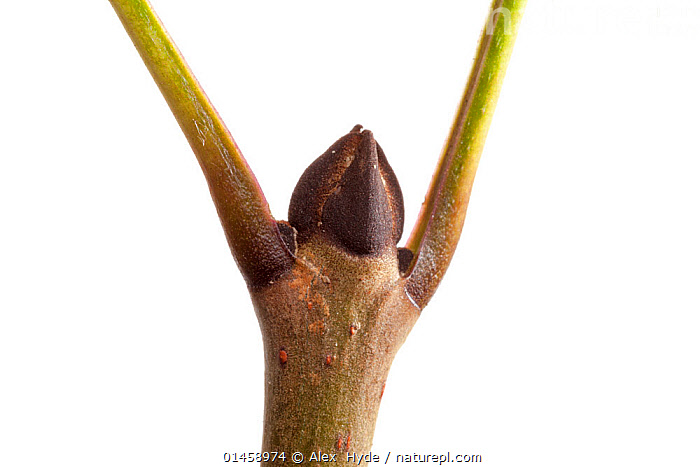 Stock photo of Ash tree bud (Fraxinus excelsior) photographed in mobile ...