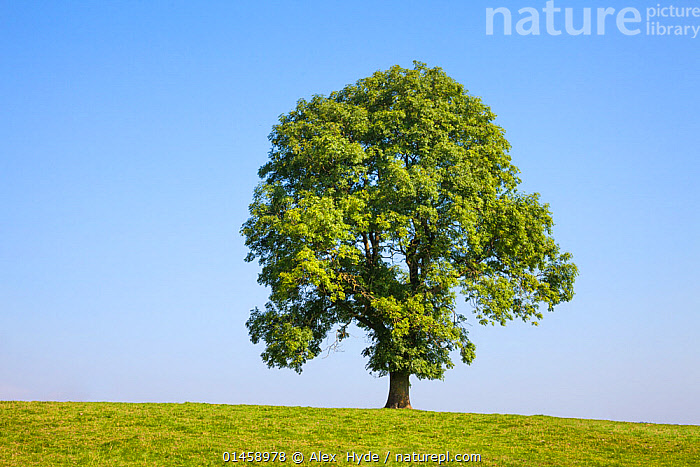 Stock photo of Ash Tree (Fraxinus excelsior) growing in a field. Peak ...