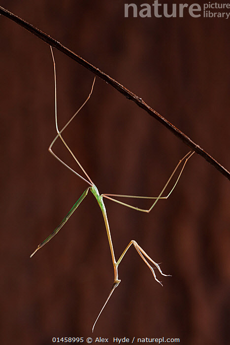 Stock photo of Grass Mantis (Schizocephala bicornis) captive ...