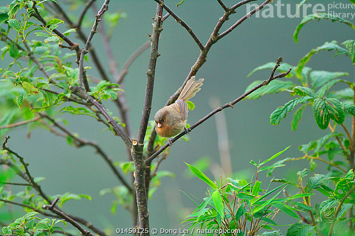 Stock photo of Rusty throated Parrotbill (Paradoxornis przewalskii) in ...