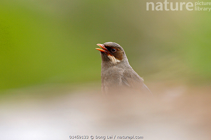 Stock photo of Brown cheeked laughing thrush (Garrulax henrici) head ...