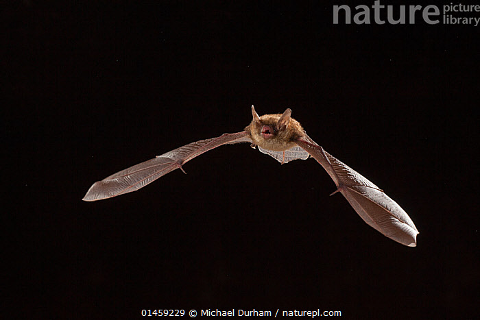 Stock photo of Female Northern long-eared myotis / bat (Myotis ...