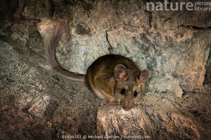 Stock photo of Bushy-tailed woodrat (Neotoma cinerea) in the abandoned ...