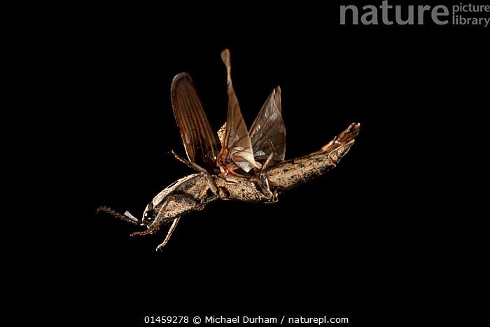 Stock photo of Eyed-elater / Click beetle (Alaus sp) in flight at night ...