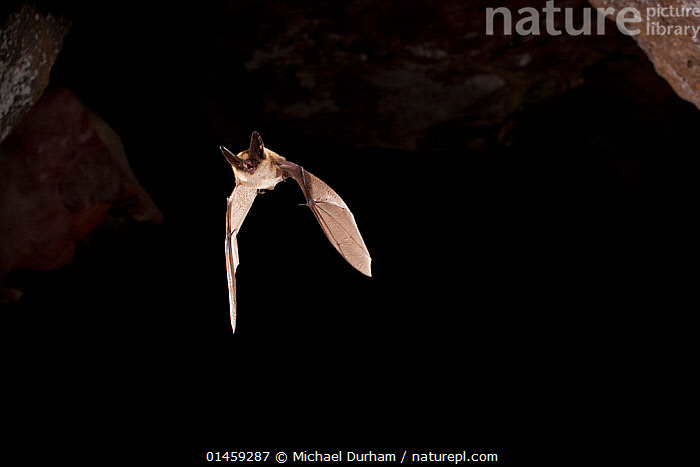 Stock photo of Western long-eared bat (Myotis evotis) flying out of ...
