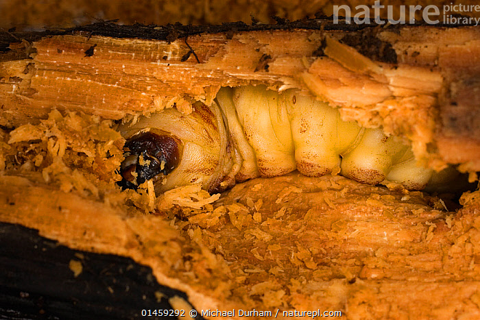 Stock photo of Giant root borer beetle (Prionus californicus) larva ...