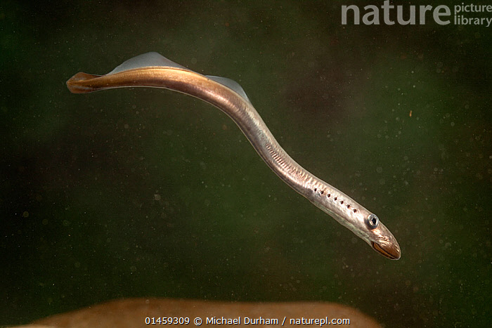 Stock photo of Juvenile Three toothed / Pacific lamprey (Lampetra ...