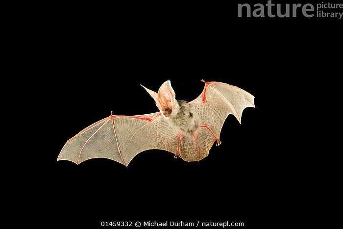 Stock photo of Spotted bat (Euderma maculatum) in flight at night ...