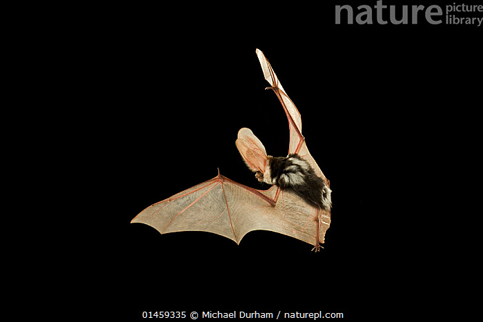 Stock photo of Female Spotted bat (Euderma maculatum) in flight at ...
