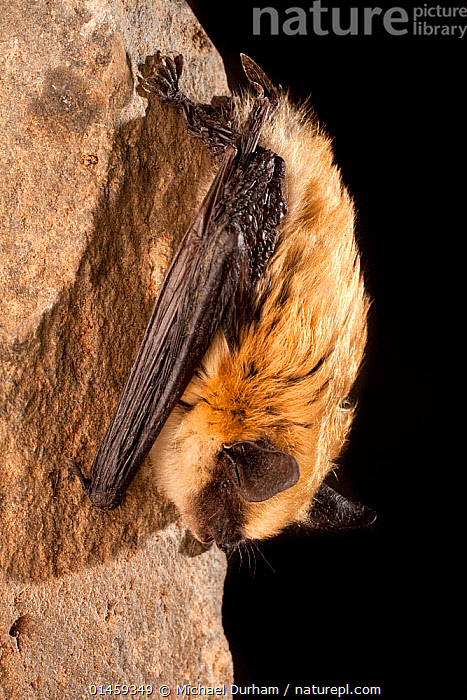 Stock photo of Western small-footed bat (Myotis ciliolabrum) roosting ...
