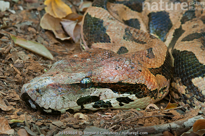 Stock photo of Madagascar ground boa (Acrantophis madagascariensis ...