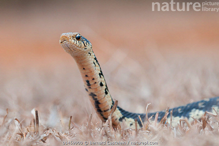 Stock photo of Malagasy Giant Hognose Snake (Leioheterodon ...