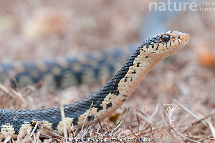 Stock photo of Malagasy Giant Hognose Snake (Leioheterodon ...