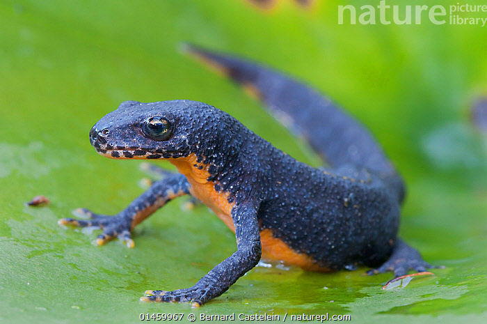 Alpine Newt
