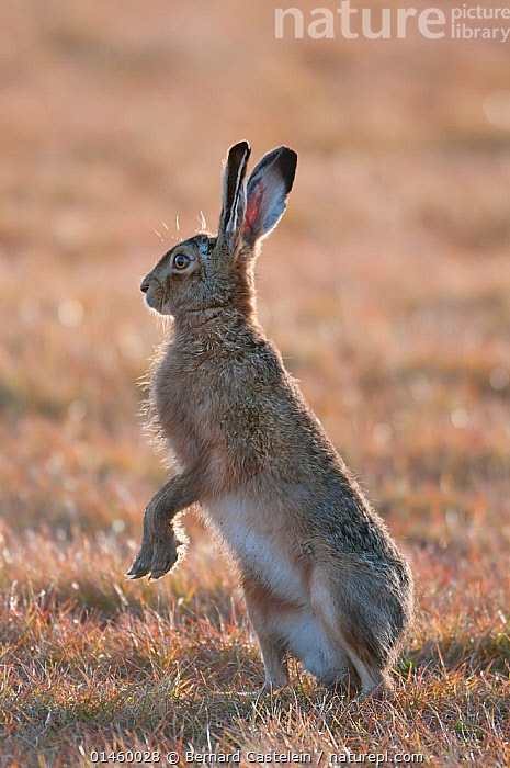 Stock photo of Brown Hare (Lepus europeaus) standing on hind legs ...