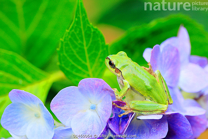 Stock photo of Japanese Tree Frog (Hyla japonica) on hydrangea flower ...