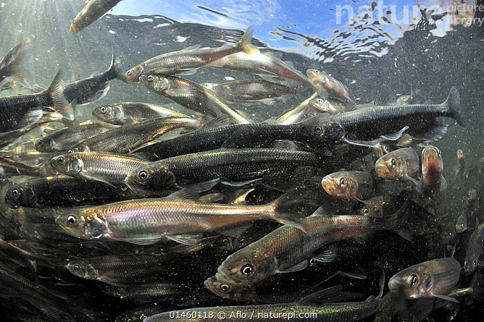 Stock photo of Shishamo (Spirinchus lanceolatus) in river to spawn ...