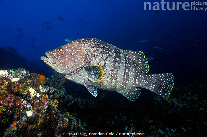 Stock photo of Leather Bass (Dermatolepis dermatolepis) Baja, Mexico ...