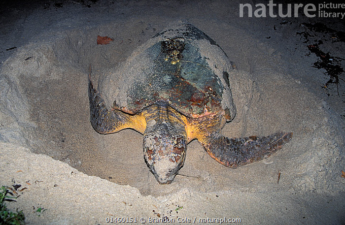 Stock photo of Loggerhead Sea Turtle (Caretta caretta) female digging ...