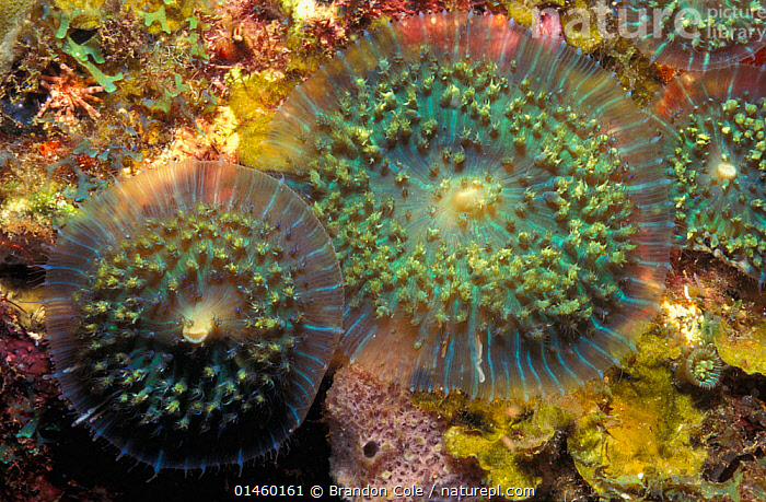 Stock photo of Warty Corallimorphs (Discosoma sanctithomae) Dominica ...