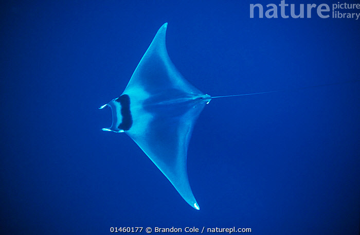 Stock photo of Spine-tail Mobula Ray (Mobula japanica) Australia ...