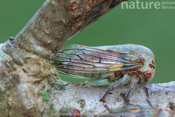Stock photo of Oak Treehopper (Platycotis vittata) on white oak ...