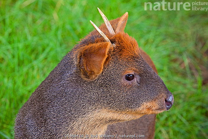 Stock photo of Male Southern Pudu (Pudu puda) captive native to South ...