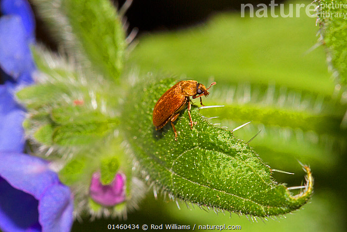 Stock photo of Raspberry Beetle (Byturus tomentosus) a garden pest ...