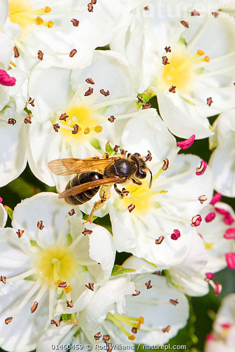 Stock photo of Female Slender Mining Bee (Lasioglossum calceatum ...